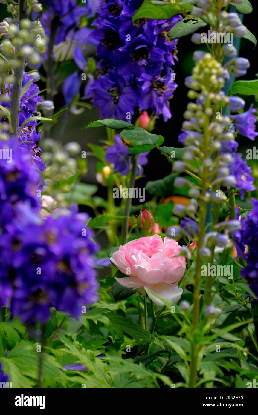 Shrub rose flowering between delphiniums Stock Photo - Alamy