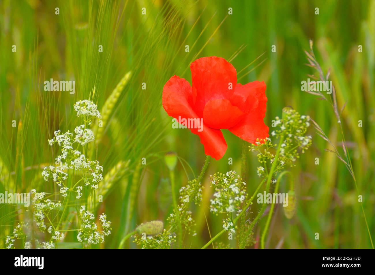 Gossip poppy flowers hi-res stock photography and images - Alamy