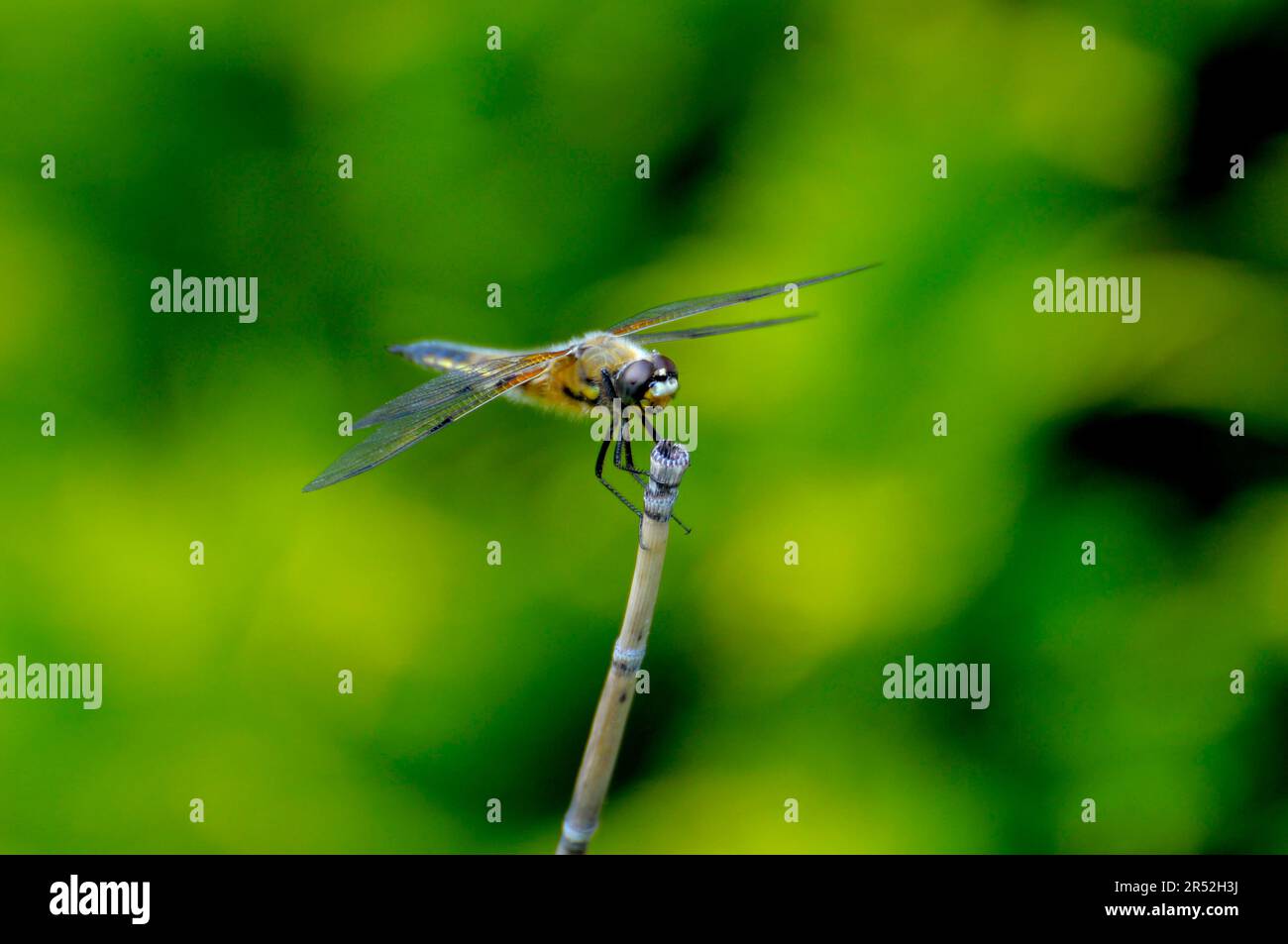 Dragonfly flying and pond hi-res stock photography and images - Alamy