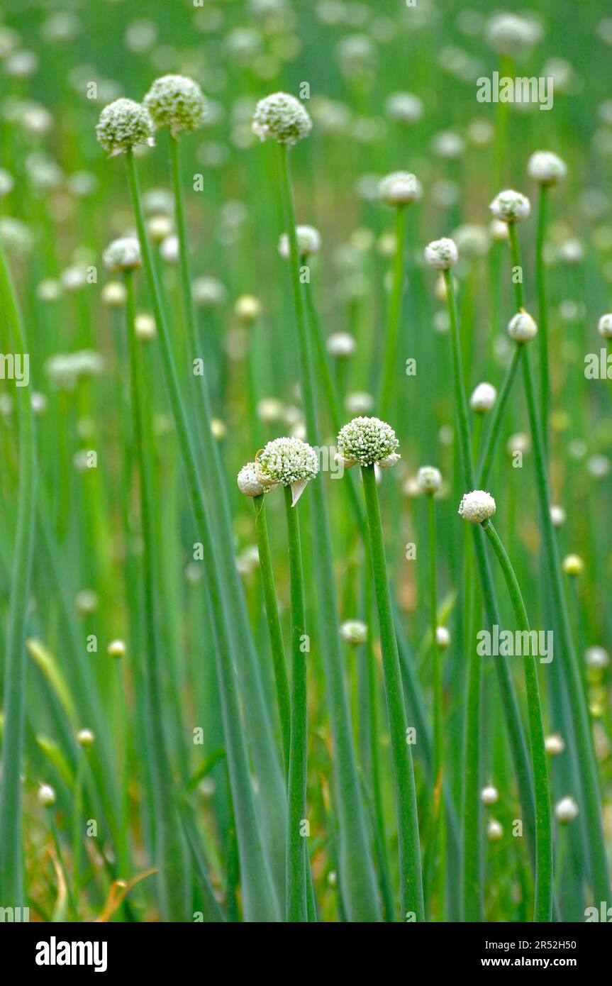 Italy, brand, onion field flowering, onion, onion leek, bolle, kitchen ...
