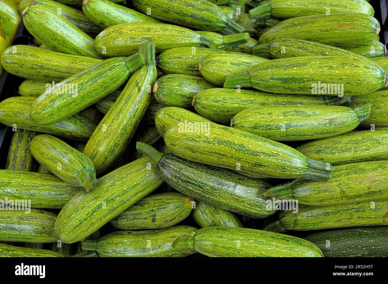 Italia, Emilia Romagna, Adriatic Sea, courgettes, vegetables, courgette ...