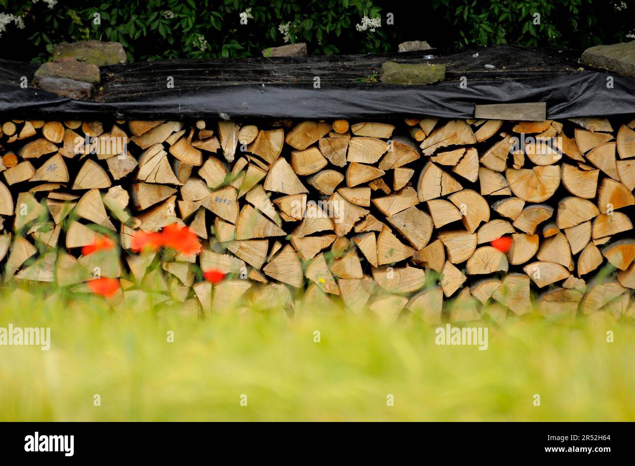 Firewood store unsplit at the grain field Stock Photo - Alamy