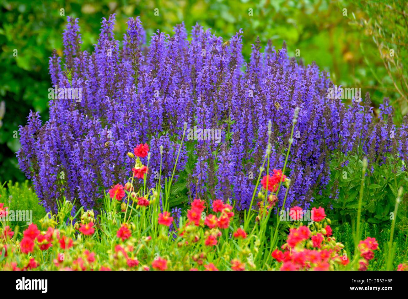 Garden sage flowering in the garden Stock Photo - Alamy