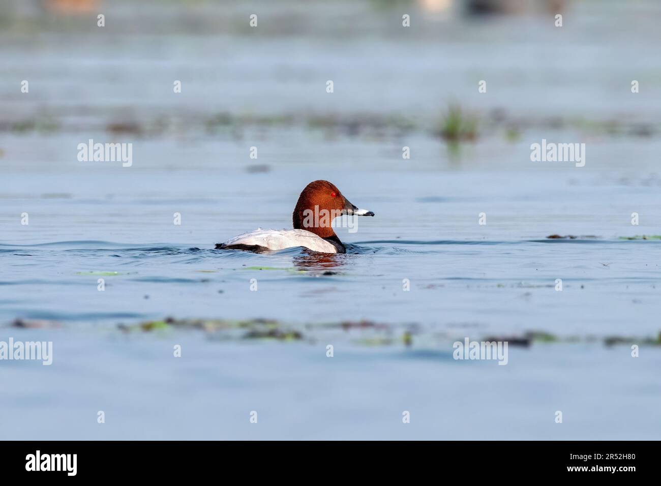 Common pochard (Aythya ferina) a medium-sized diving duck, observed in ... Common pochard (Aythya ferina) a medium-sized diving duck, observed in ...