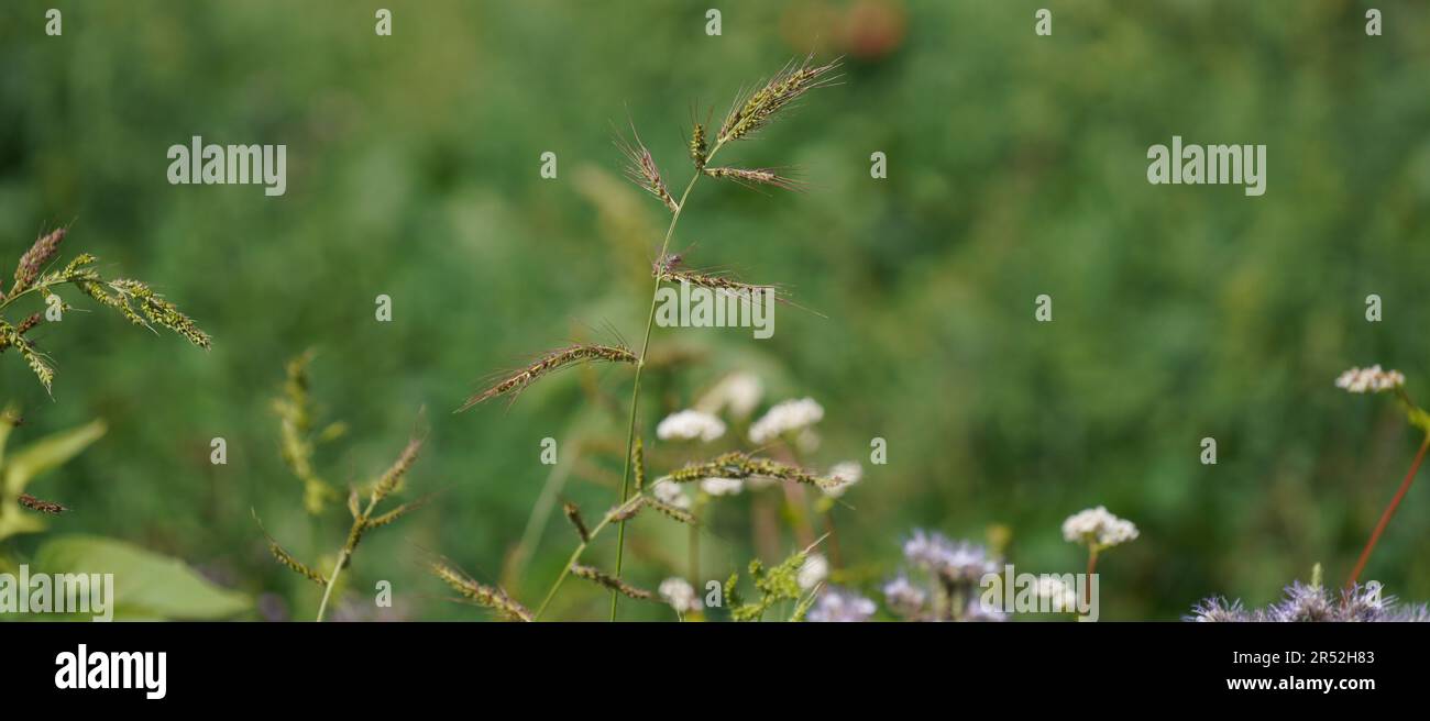 Summer meadow with many insects that are busy fertilizing and colorful ...