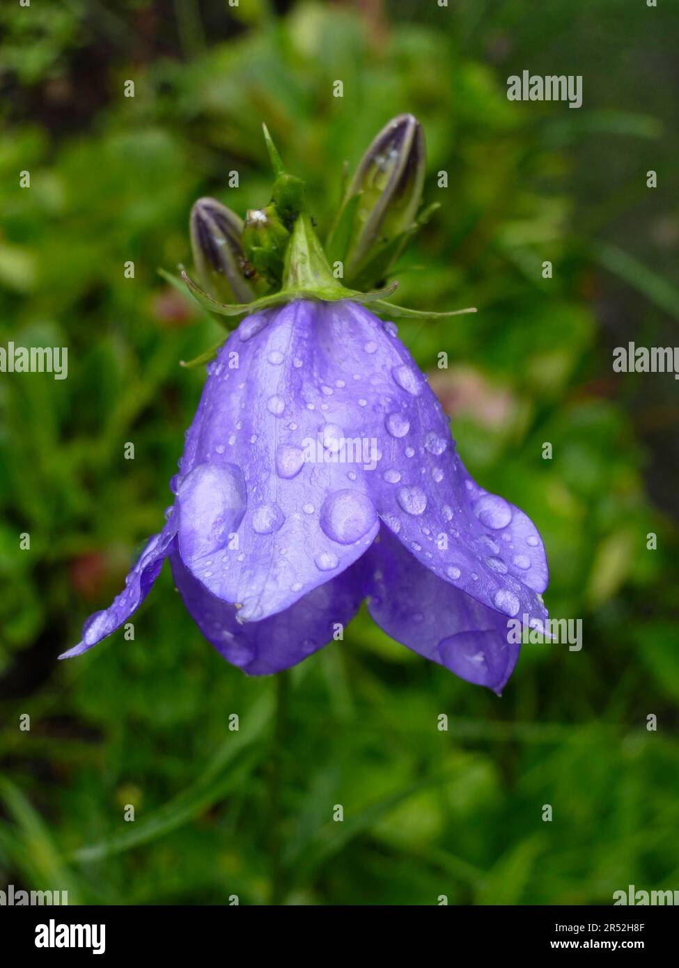 Water drops after rain on bellflower (Campanula), blue bellflower ...