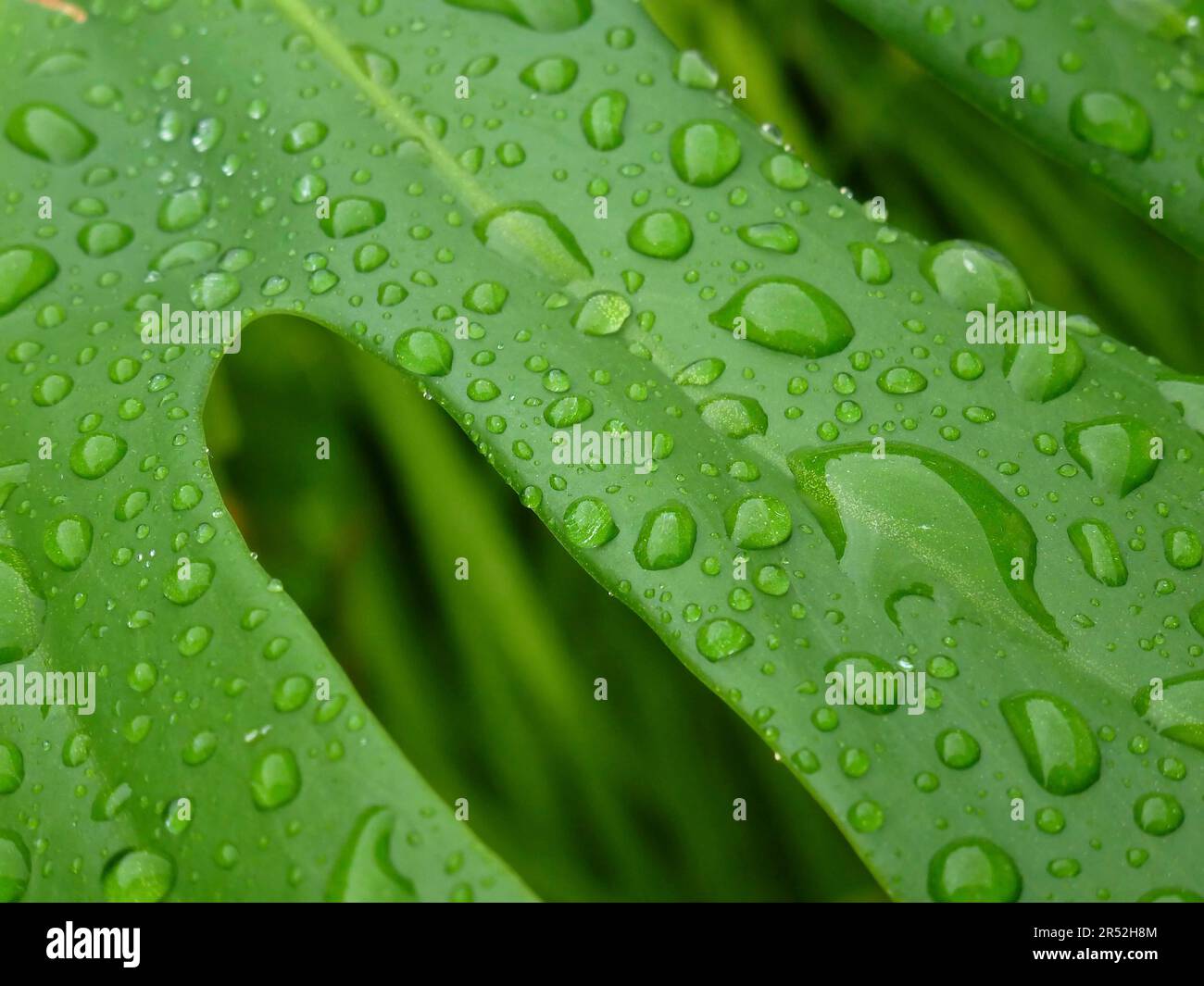 Water drops after rain on monster leaf Stock Photo - Alamy