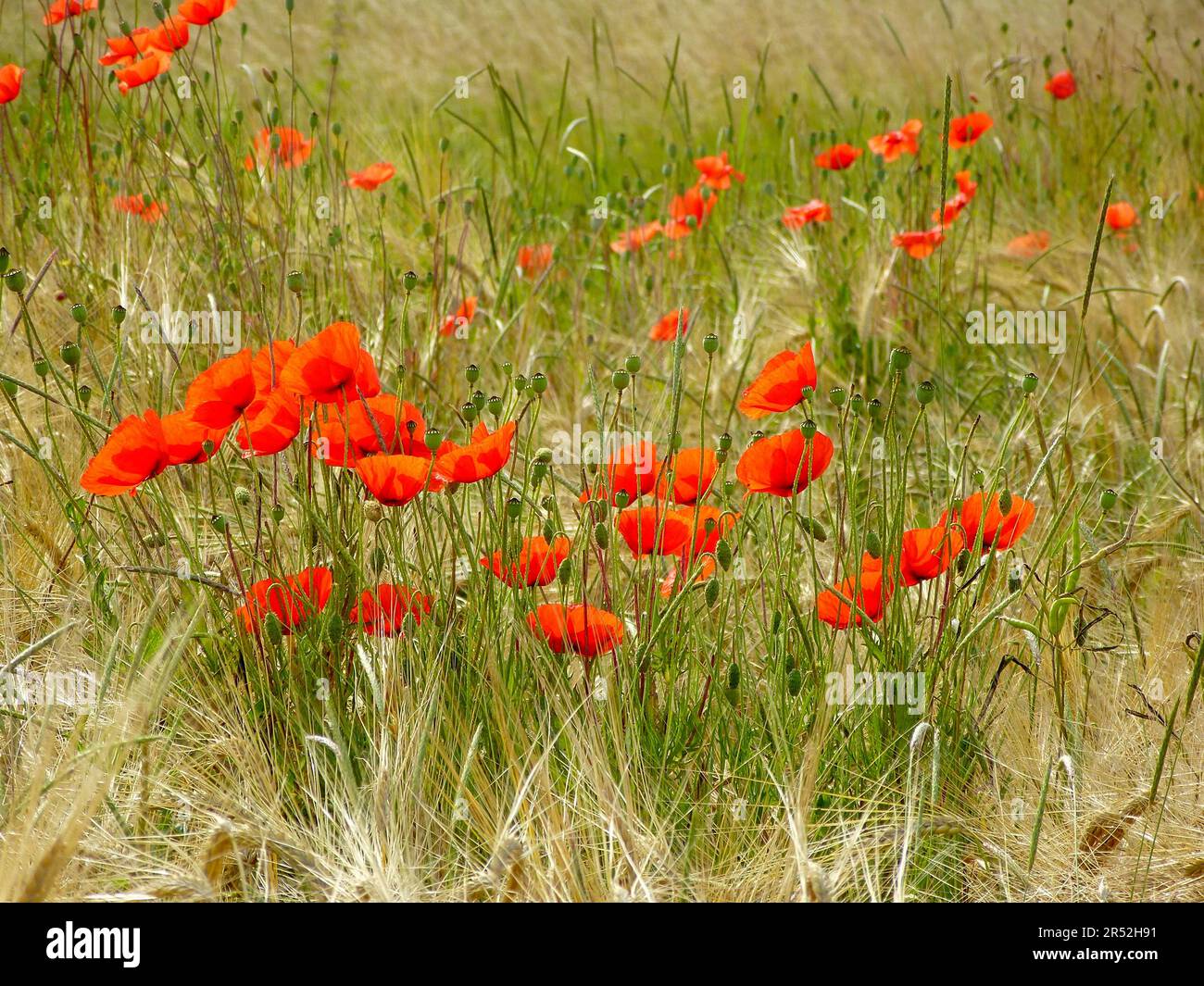Corn poppy flowering in the rye field Stock Photo - Alamy