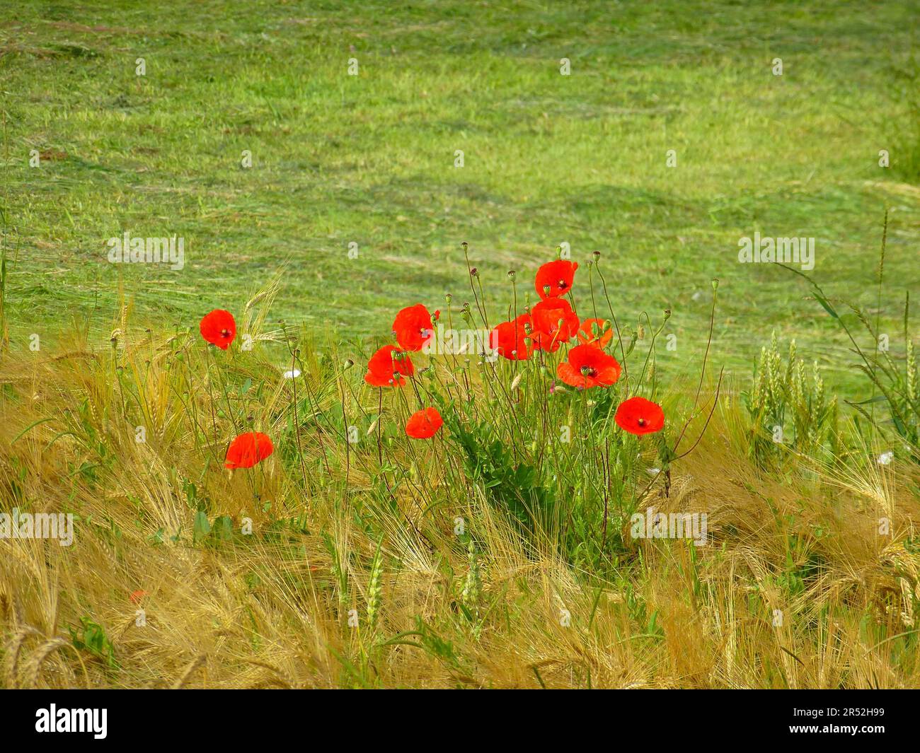 Corn poppy flowering in the rye field Stock Photo - Alamy