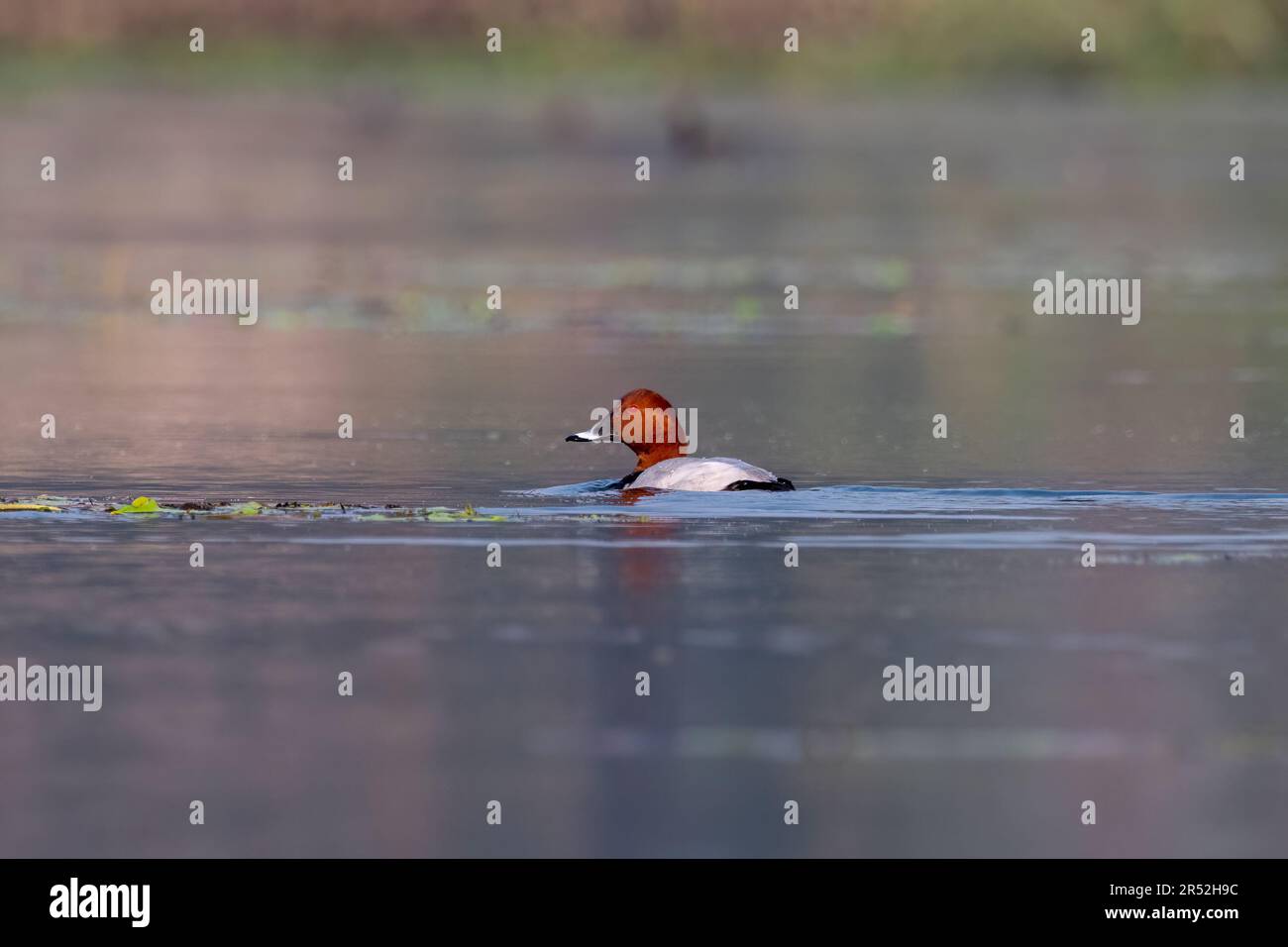 Common pochard (Aythya ferina) a medium-sized diving duck, observed in ...