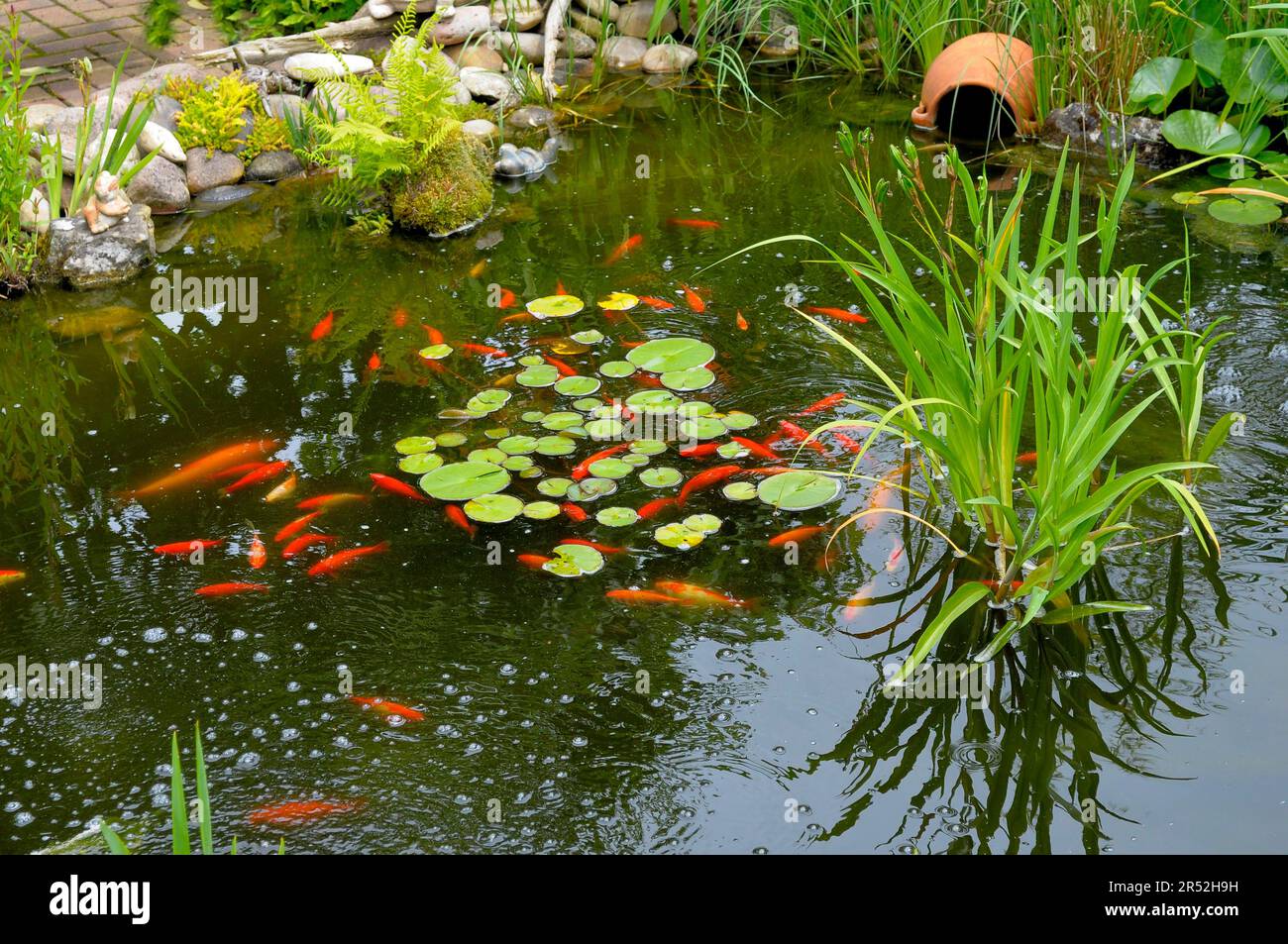 Garden pond with goldfish Stock Photo - Alamy