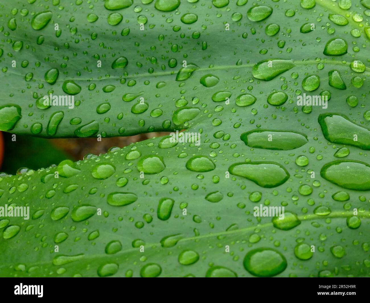 Water drops after rain on monster leaf Stock Photo - Alamy