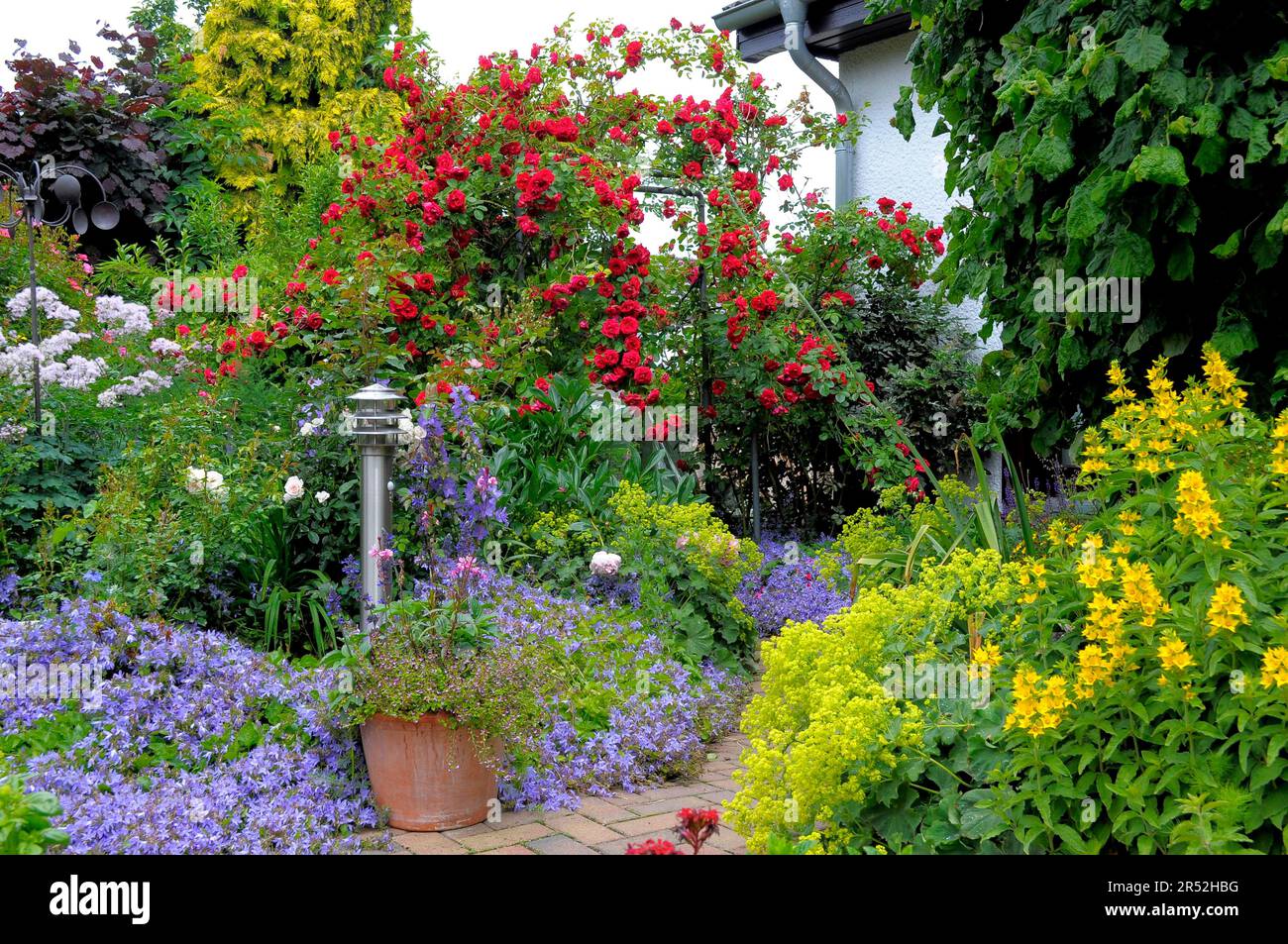 Ornamental garden, climbing roses with perennial flowers Stock Photo ...