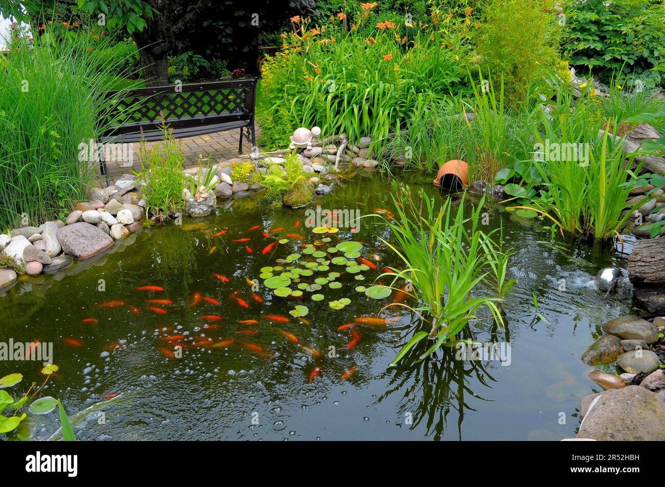 Garden pond with goldfish, garden bench Stock Photo - Alamy