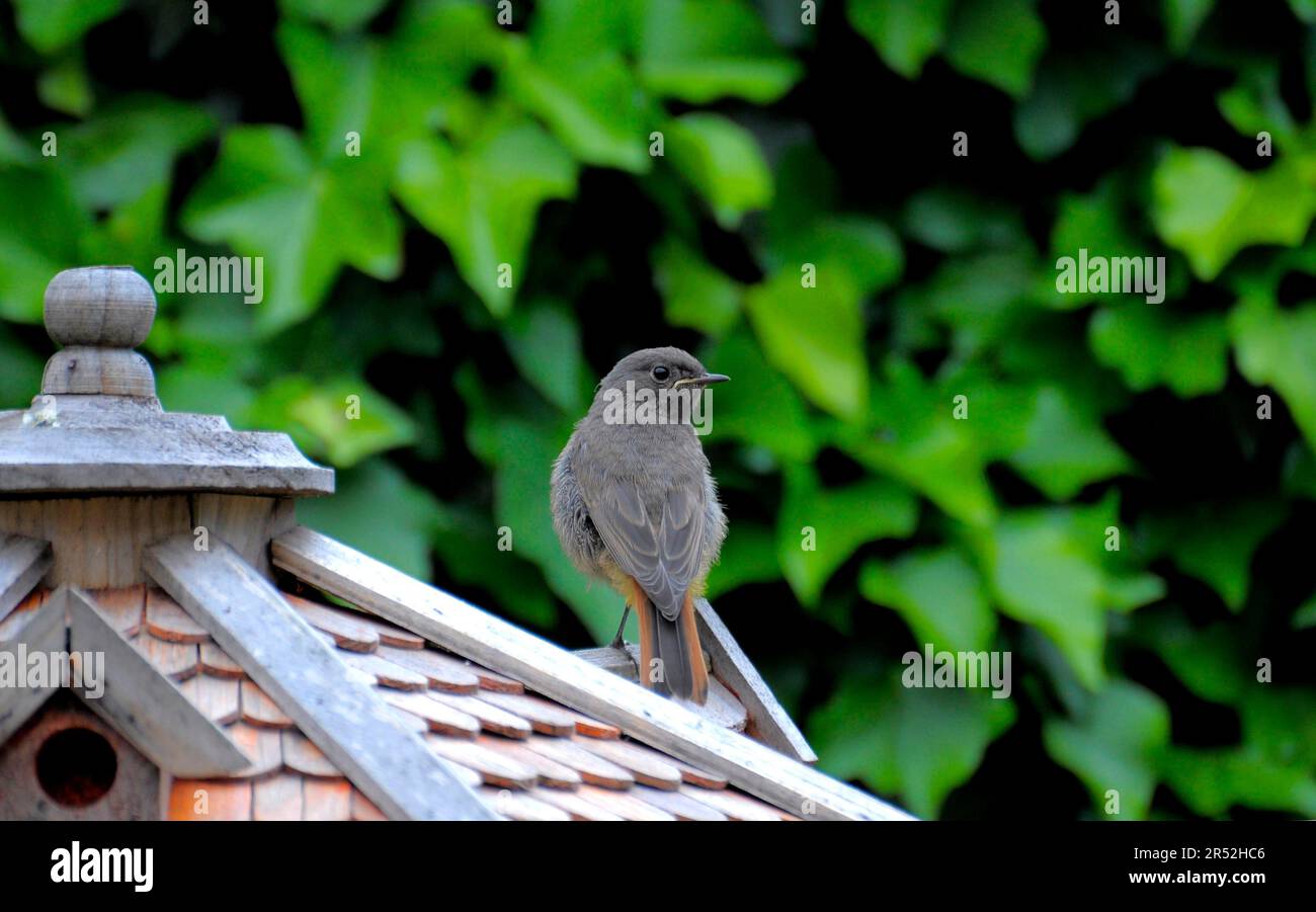 Redstart nest box hi-res stock photography and images - Alamy