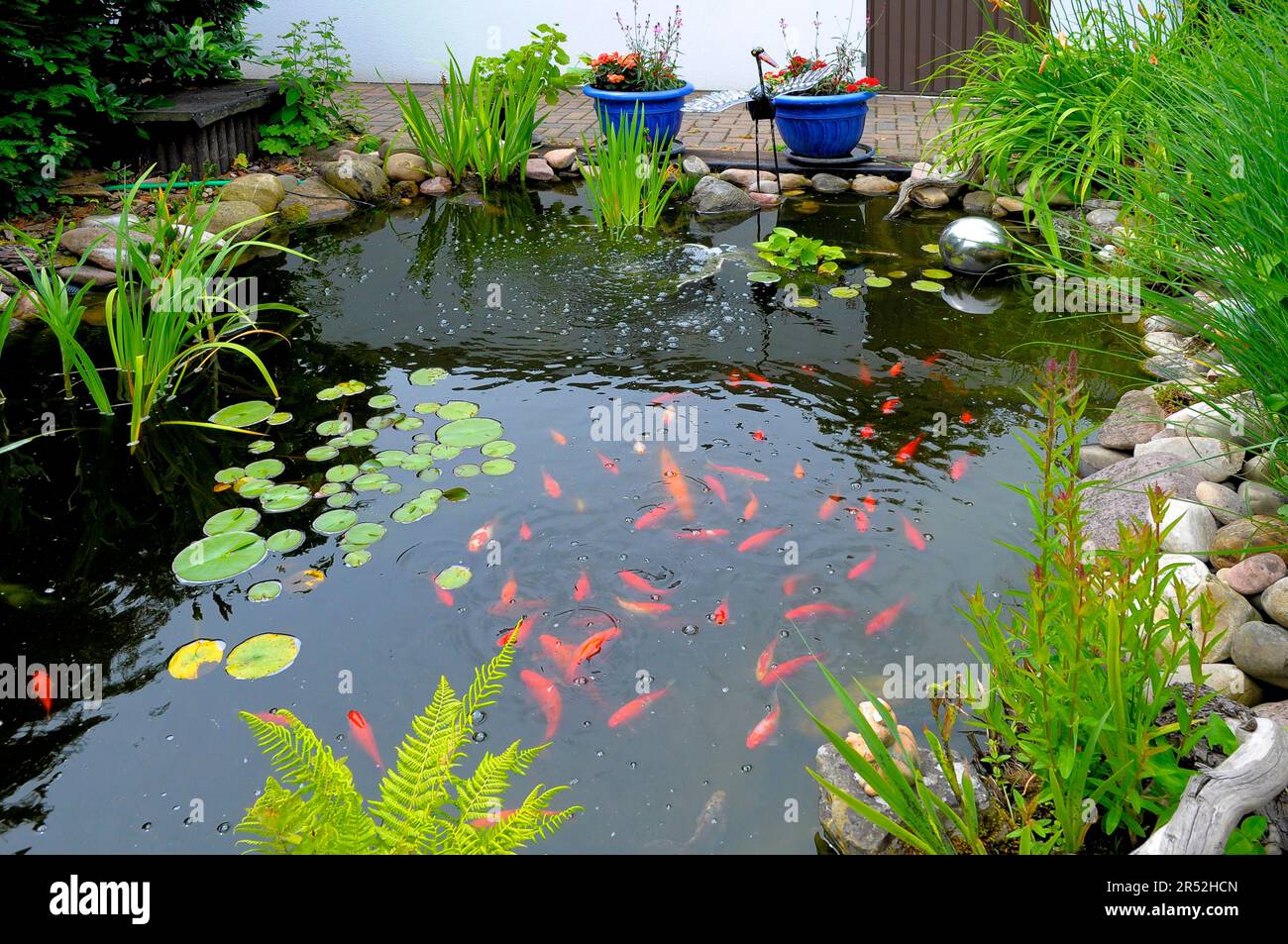 Garden pond with goldfish Stock Photo - Alamy