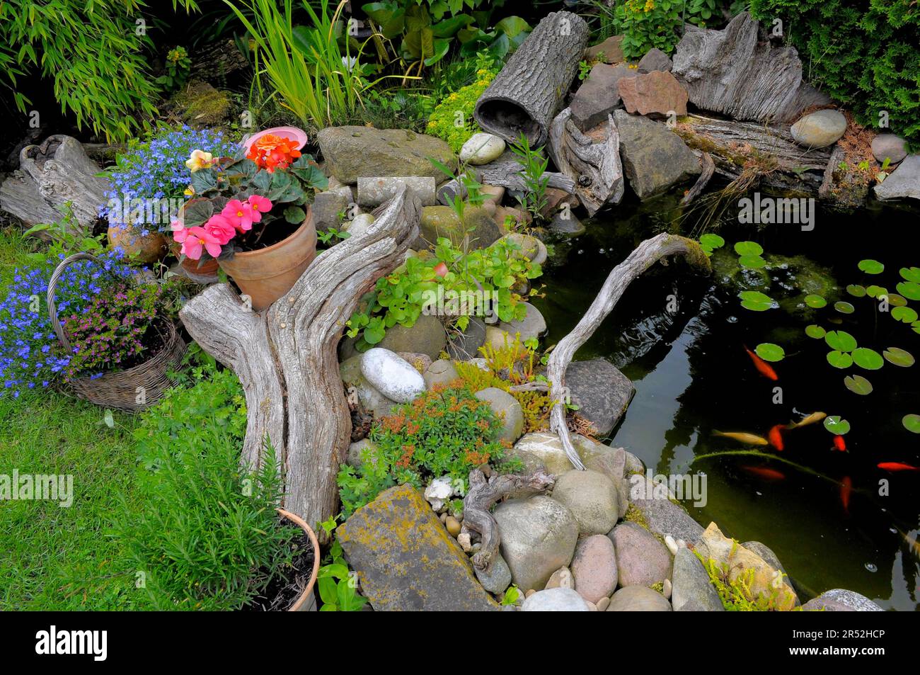 Pond edge flower hi-res stock photography and images - Alamy
