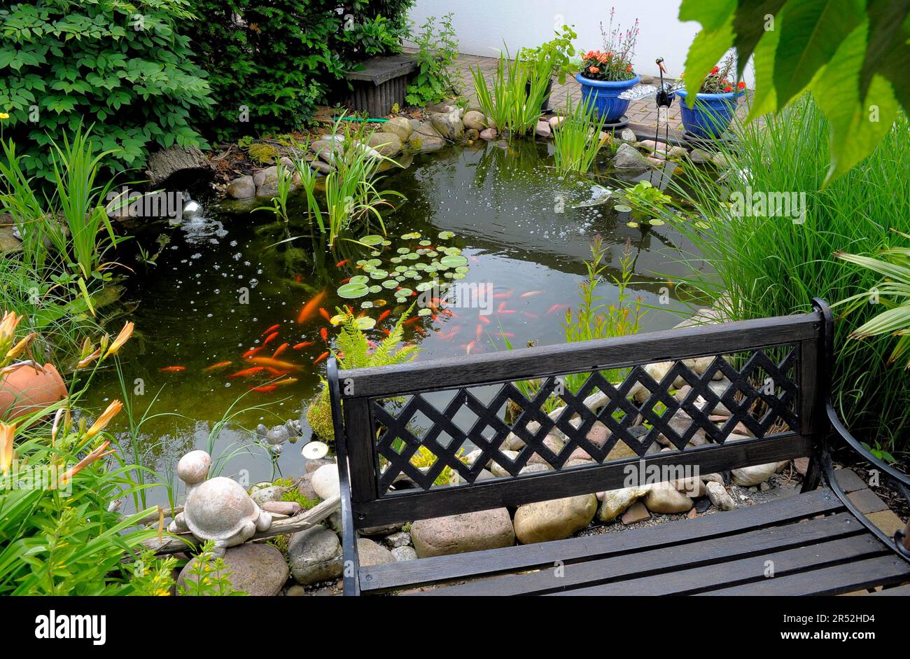 Garden pond with goldfish Stock Photo - Alamy