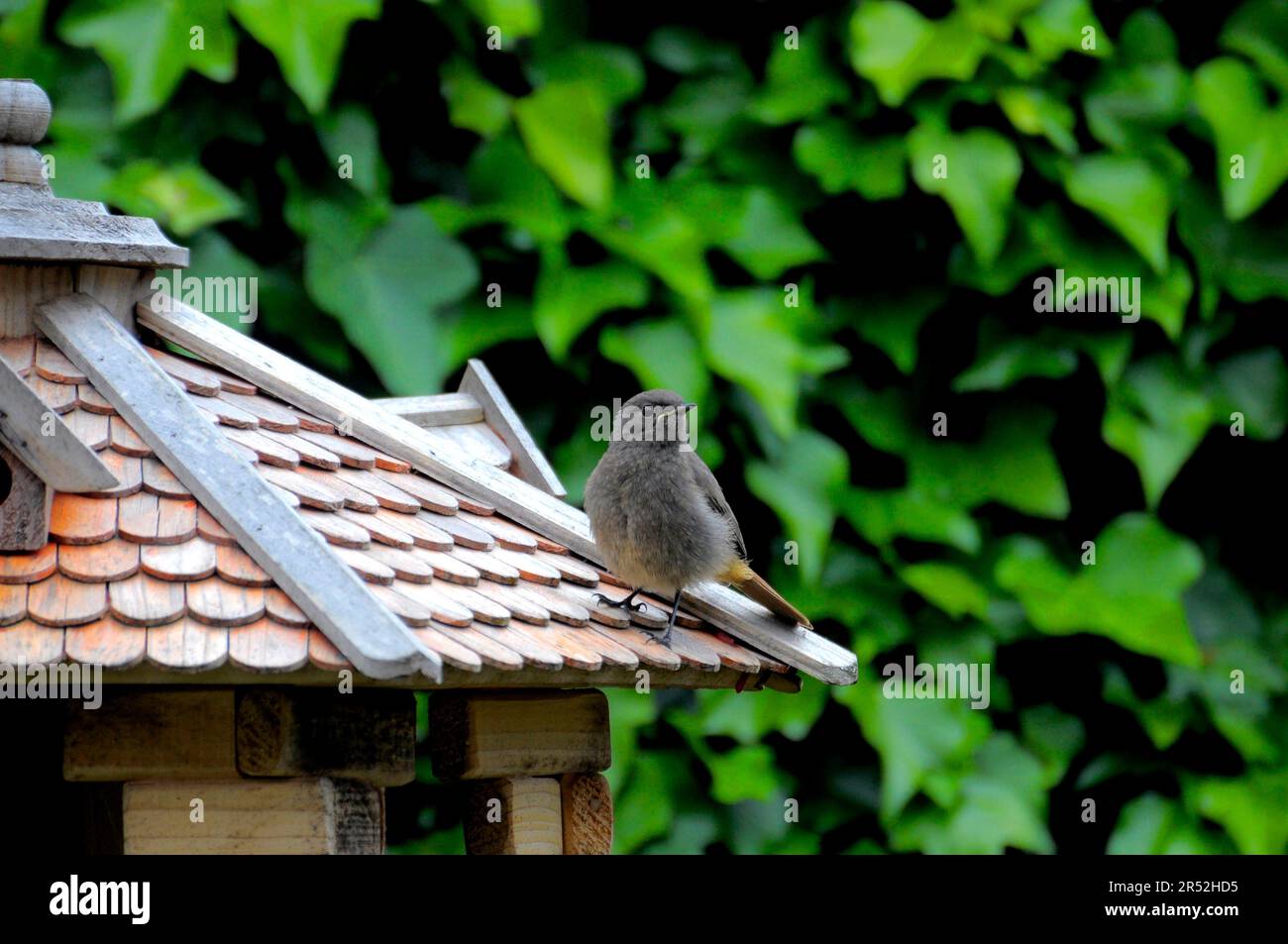 Redstart nest box hi-res stock photography and images - Alamy