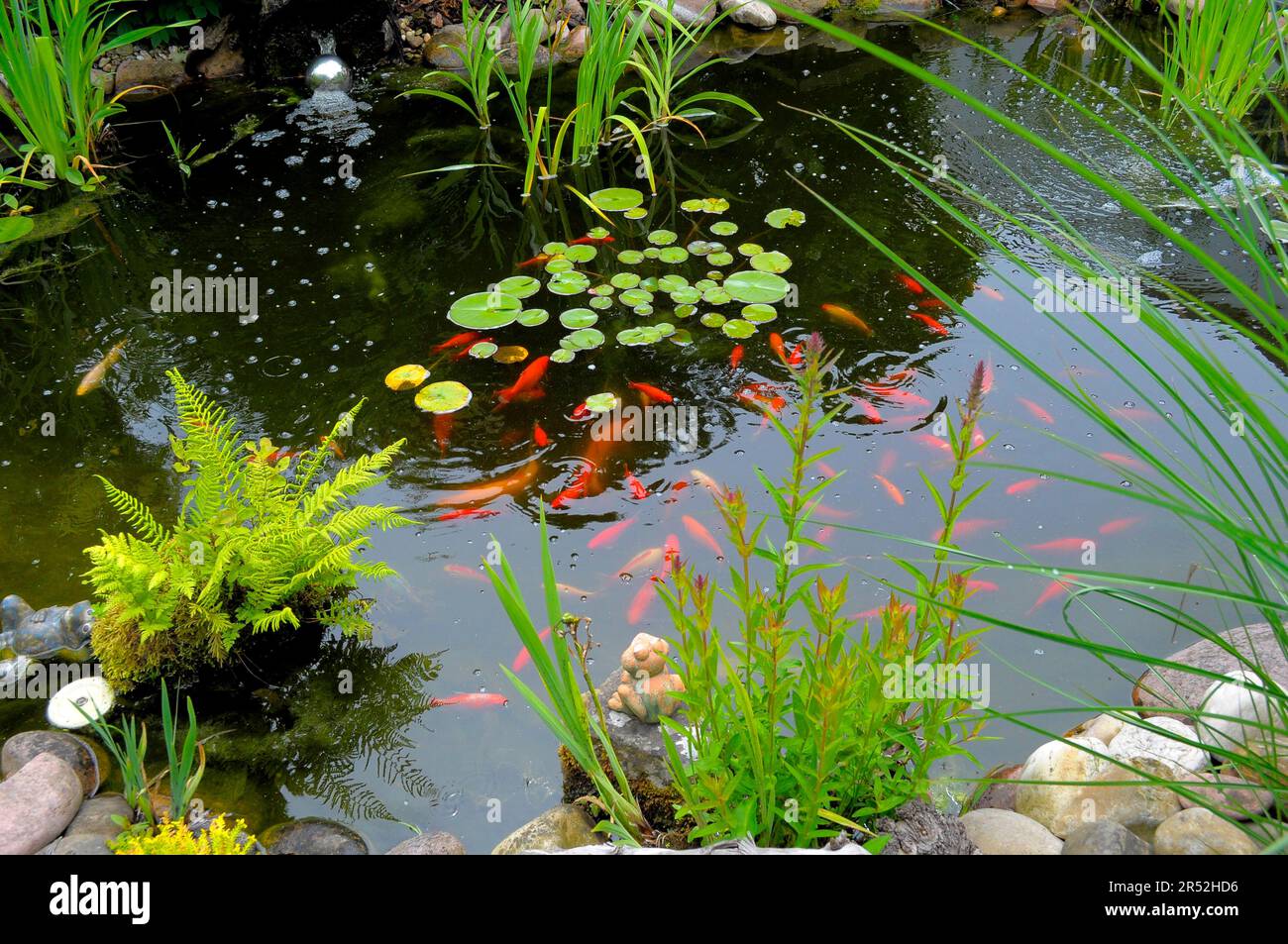 Garden pond with goldfish Stock Photo - Alamy