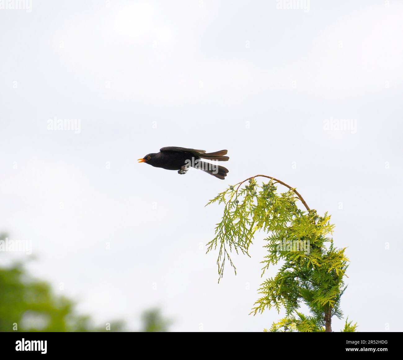 Blackbird taking off Stock Photo - Alamy