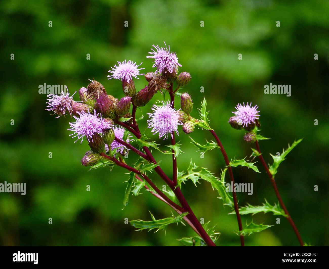 Flowering thistle blossom hi-res stock photography and images - Alamy