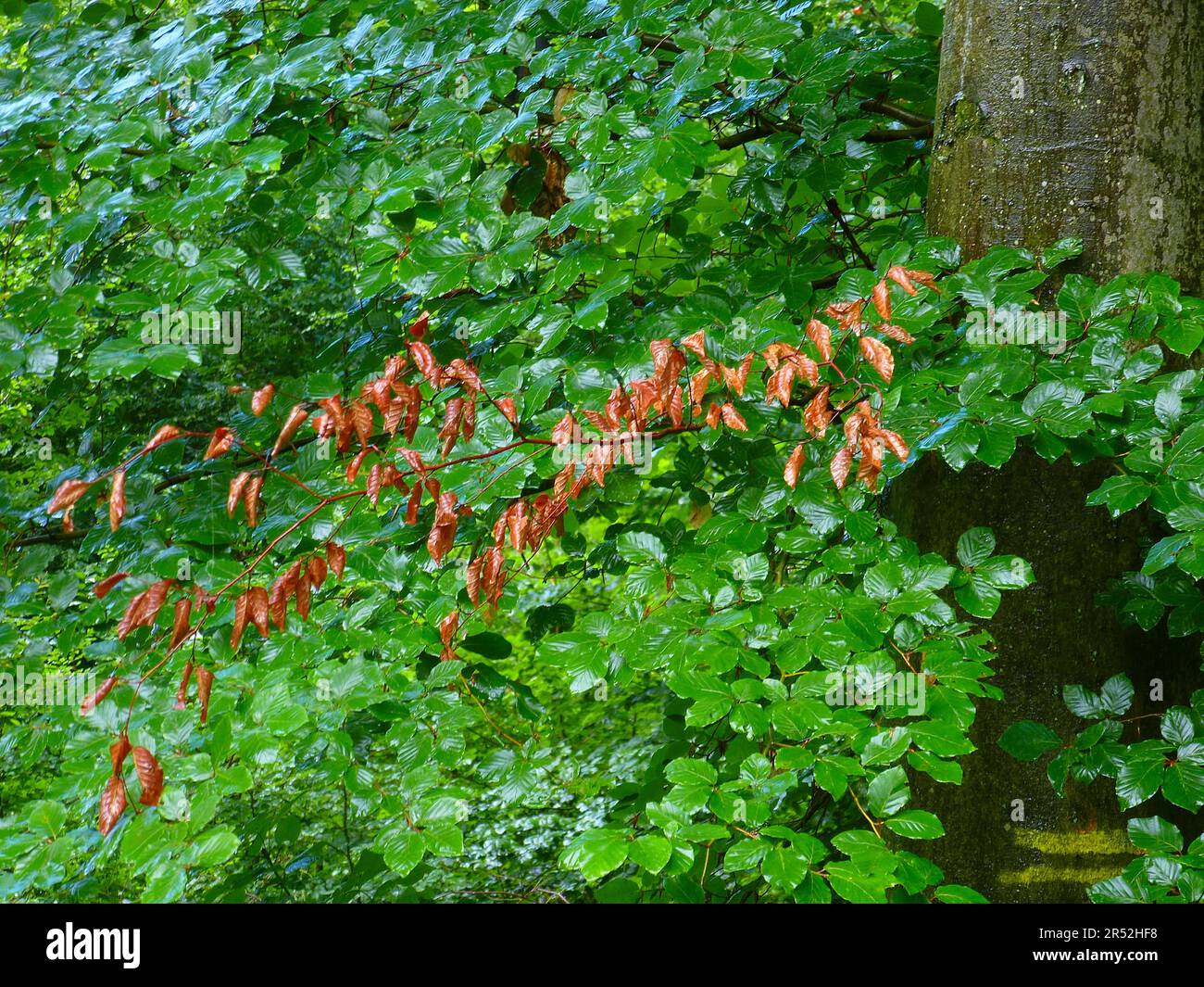 Brown beech branch between green in the forest Stock Photo - Alamy