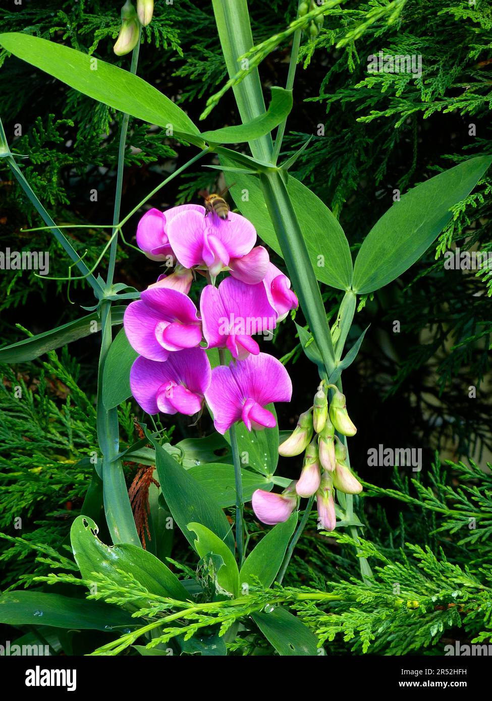 Pink vetch flowering Stock Photo - Alamy
