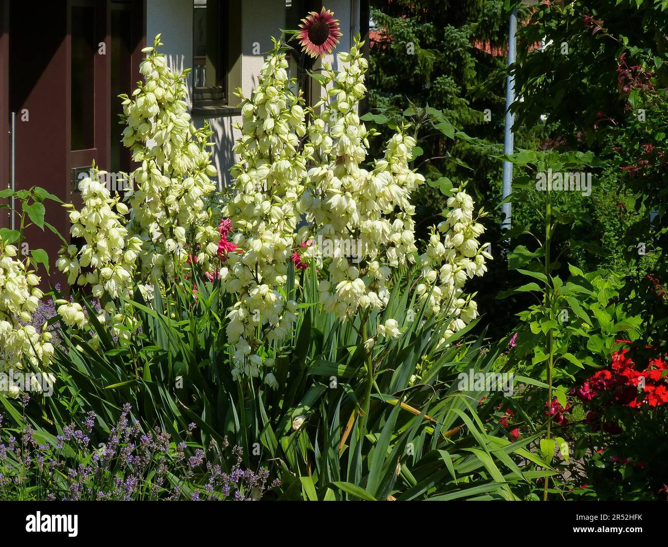 Yucca flowering in the garden Stock Photo - Alamy