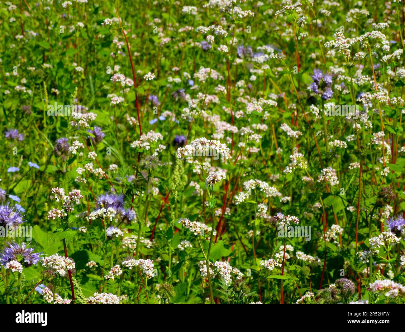 Buckwheat flowering in the field, buckwheat field Stock Photo - Alamy