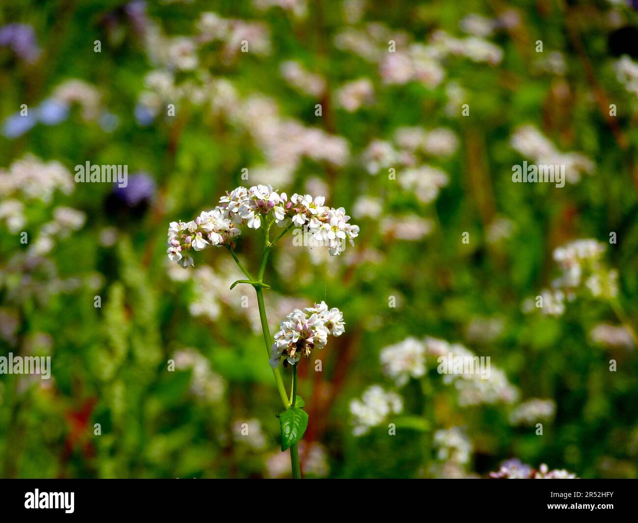 Buckwheat flowering in the field Stock Photo - Alamy