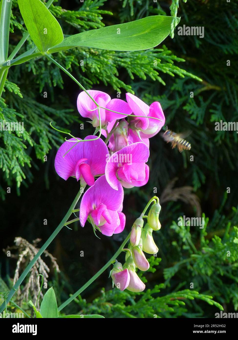 Pink vetch flowering Stock Photo - Alamy