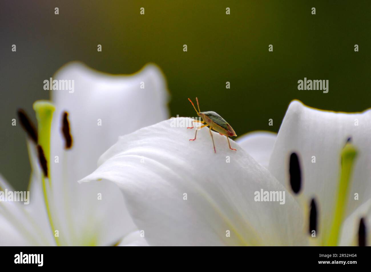 Bug on lily flower Stock Photo - Alamy