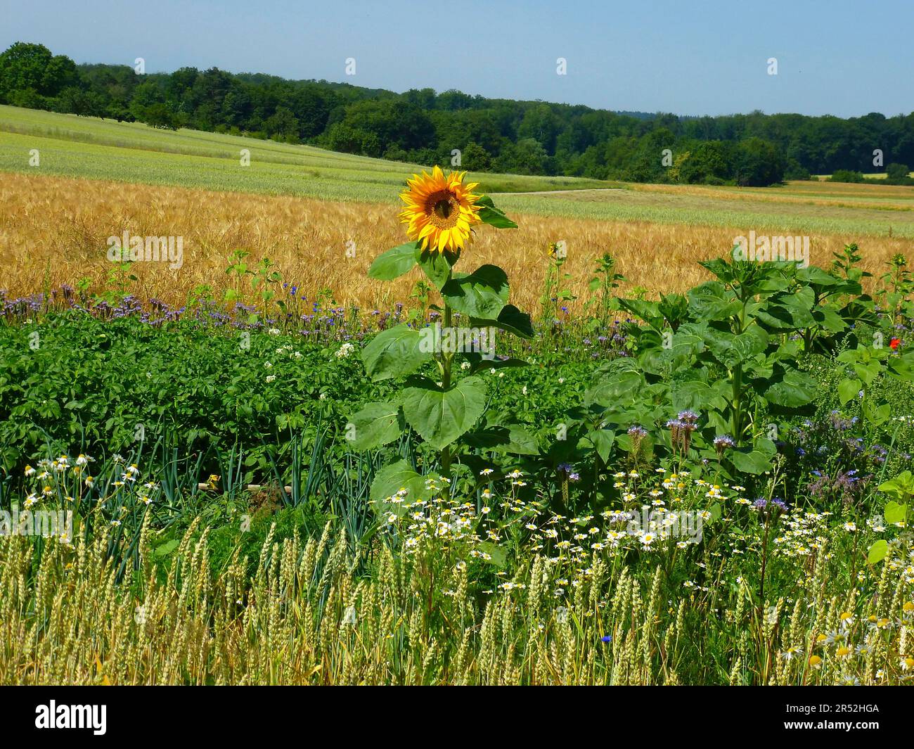 Single sunflower flowering in the field Stock Photo - Alamy