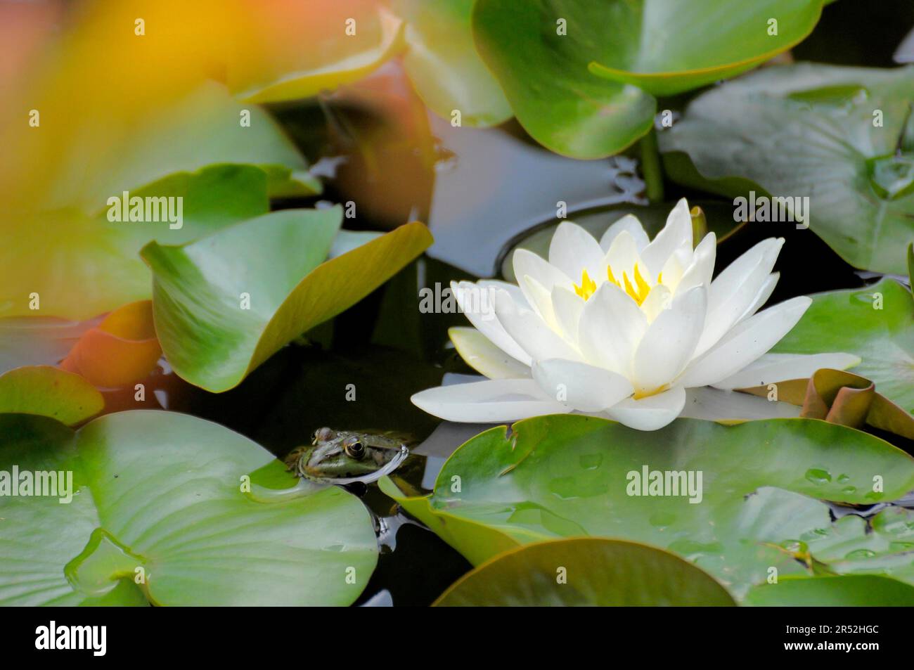 Water frog in the pond between water lily leaves and white water lily ...