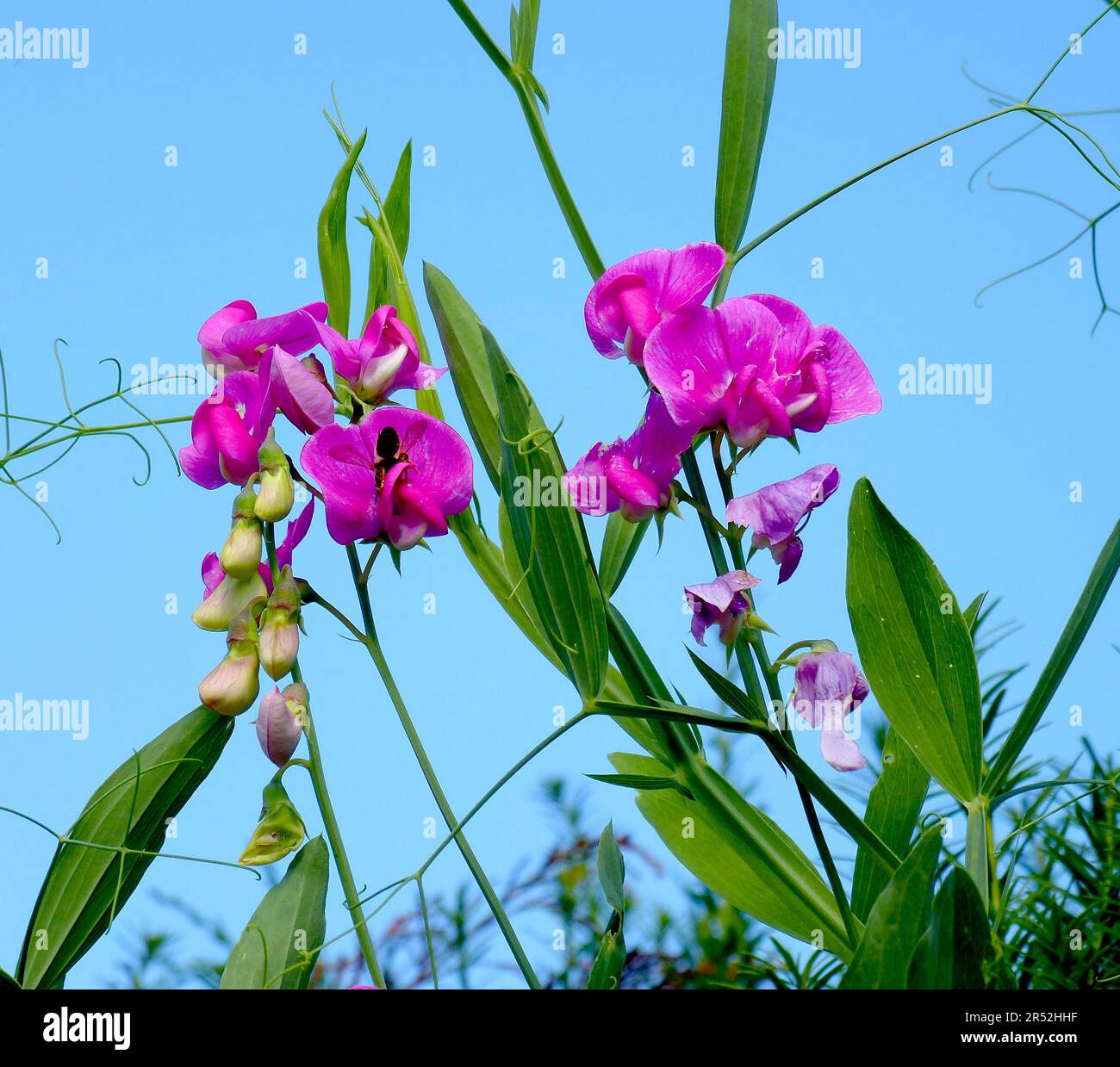 Pink vetch flowering Stock Photo - Alamy