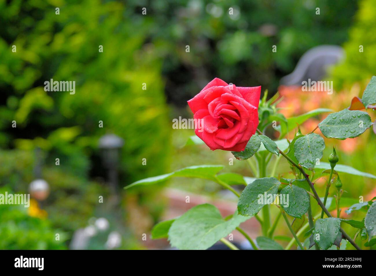 Red rose flowering in hi-res stock photography and images - Alamy