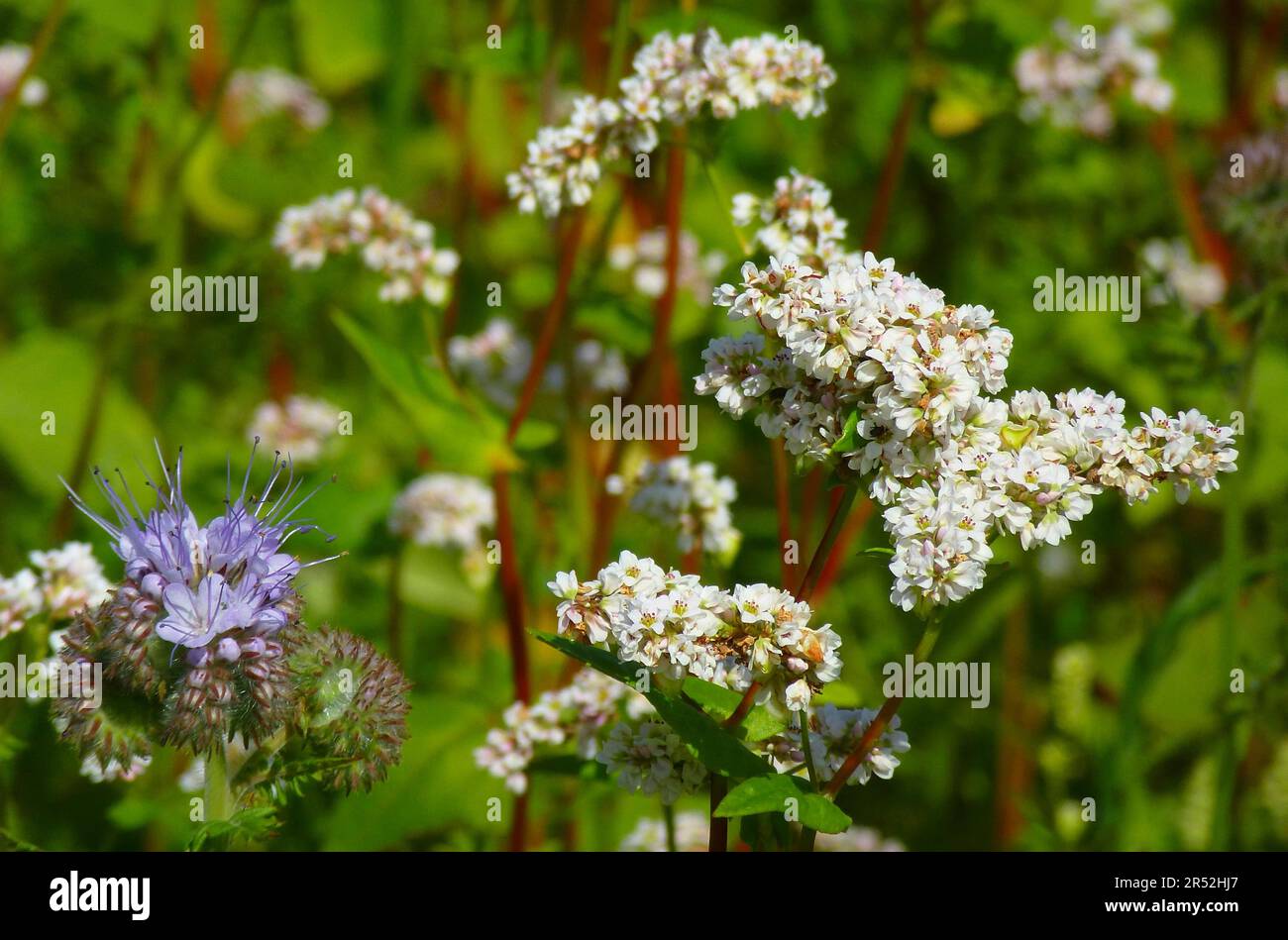 Buckwheat flowering in the field Stock Photo - Alamy