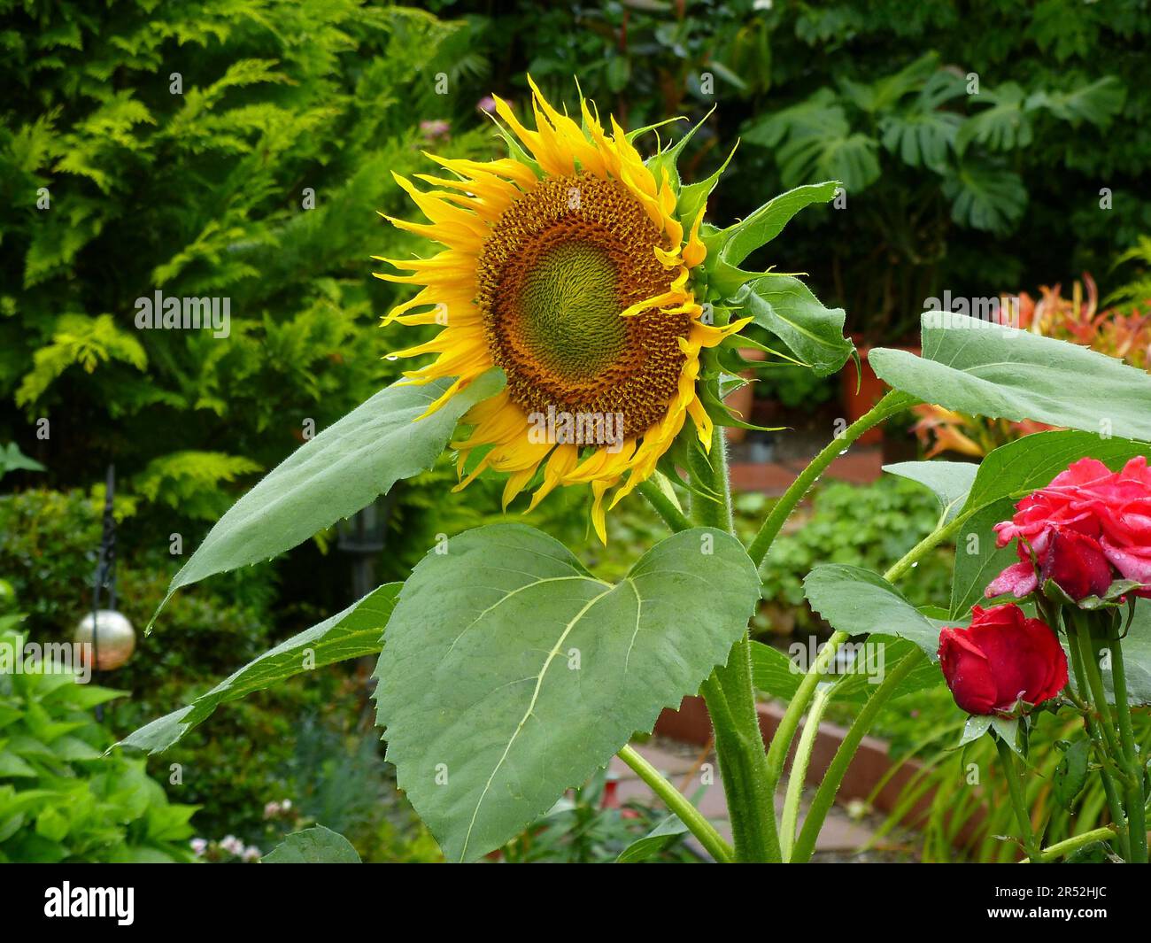 Sunflower rose hi-res stock photography and images - Alamy