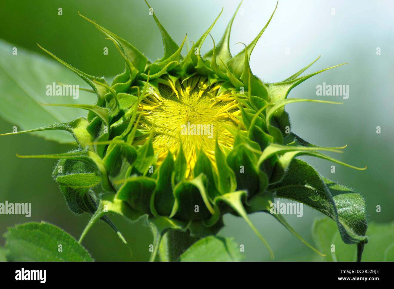 Sunflower breaking open Stock Photo - Alamy