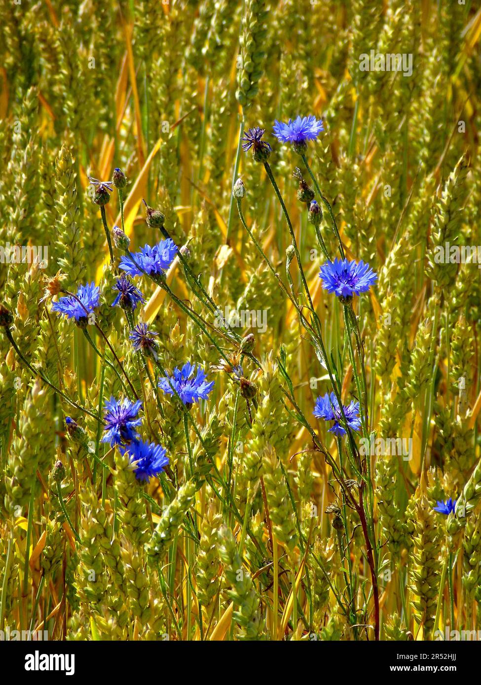 Cornflowers in the wheat field Stock Photo - Alamy