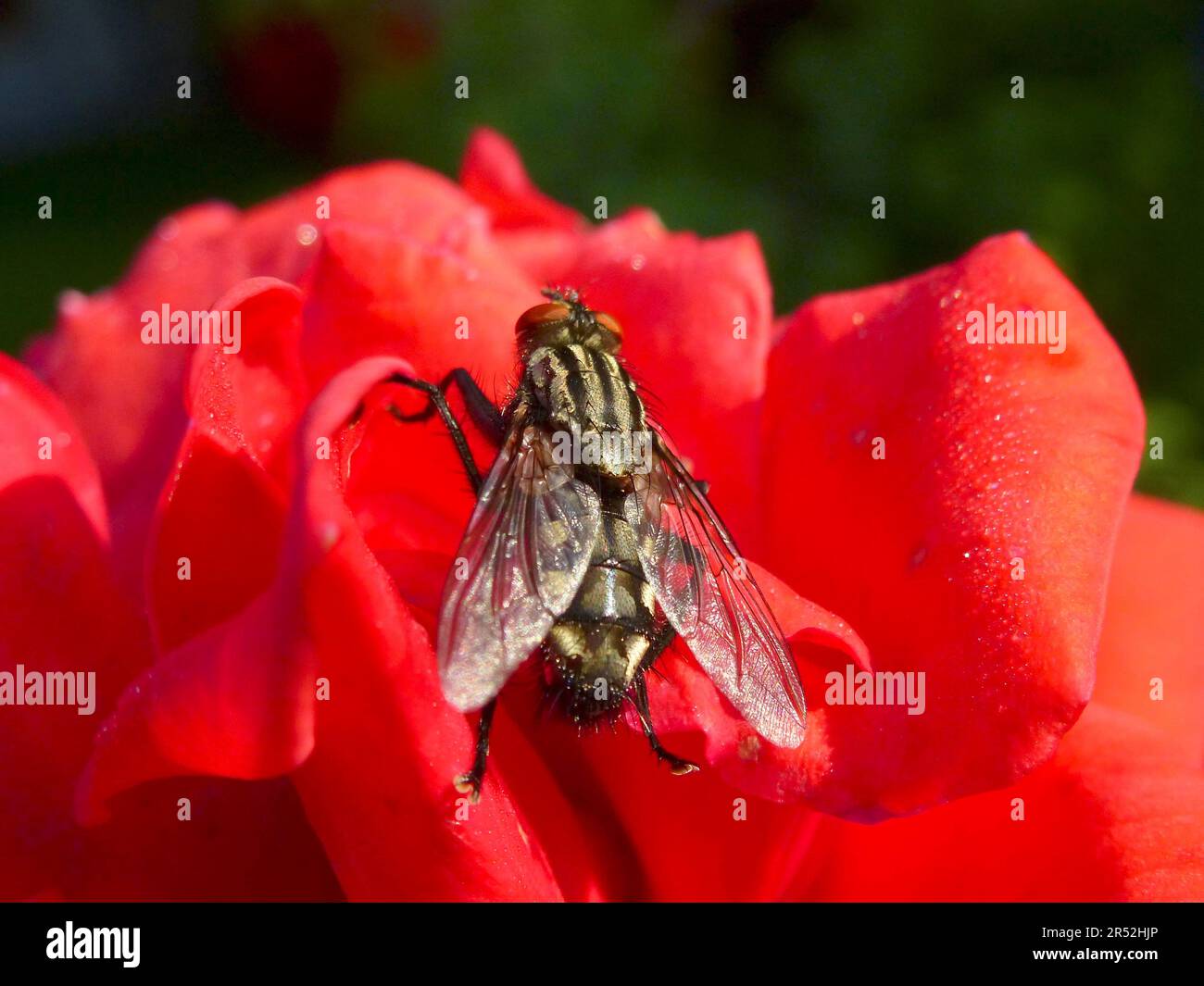 Grey flesh fly hi-res stock photography and images - Alamy