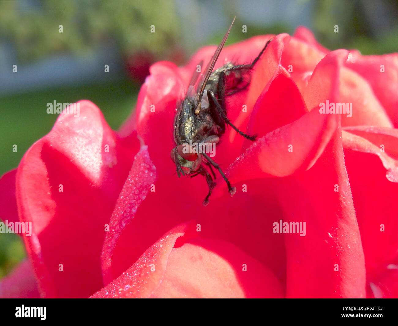 Grey flesh fly hi-res stock photography and images - Alamy