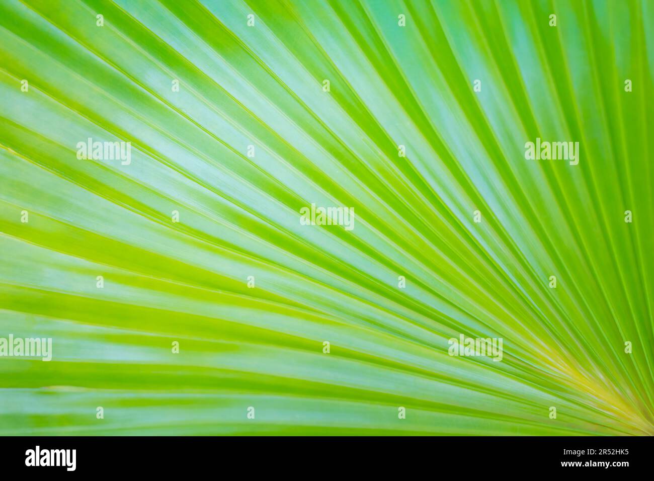 Green leaves of palm tree, texture for background Stock Photo - Alamy