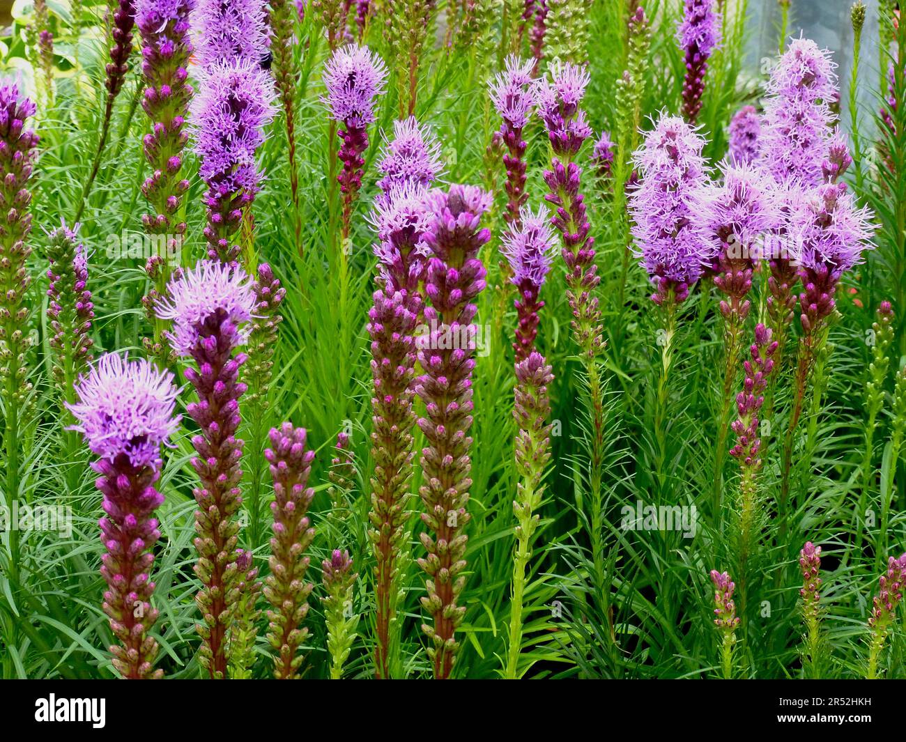 Splendid garden flowering, Liatris spicata Stock Photo - Alamy