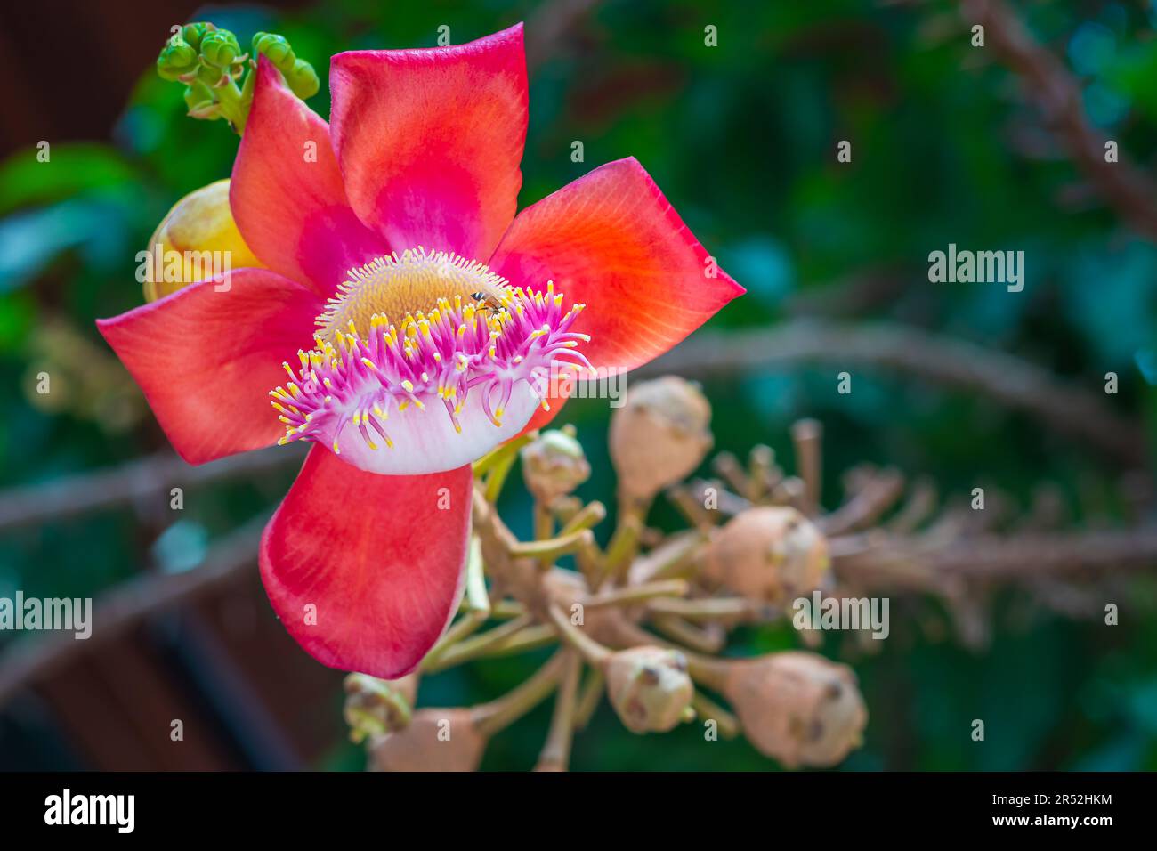 Cannon ball tree flower hi-res stock photography and images - Alamy