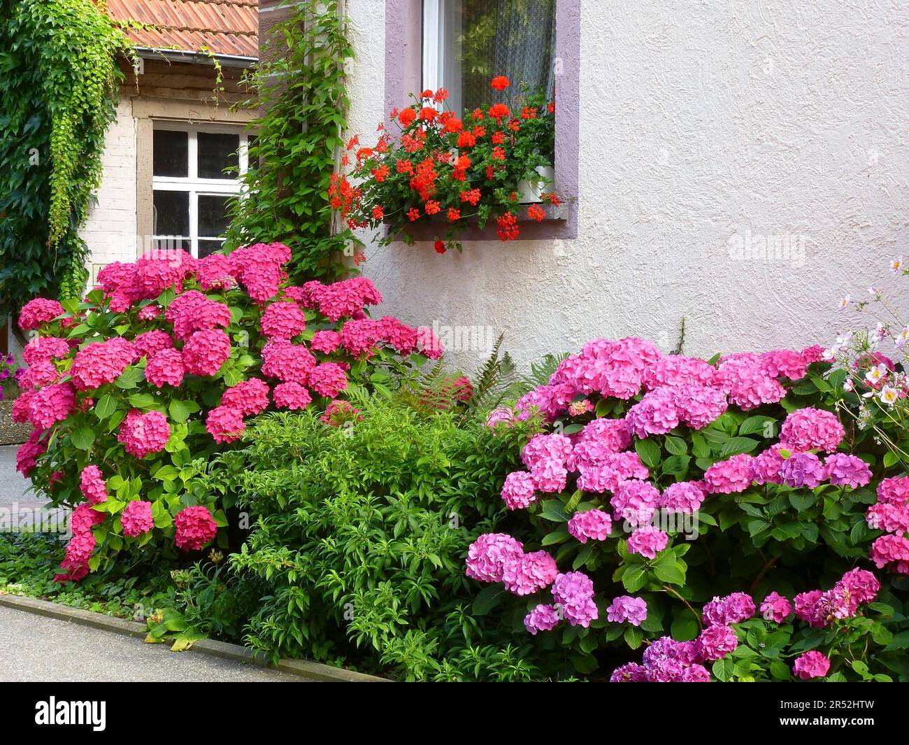 Front garden with hydrangeas and geraniums by the window Stock Photo ...