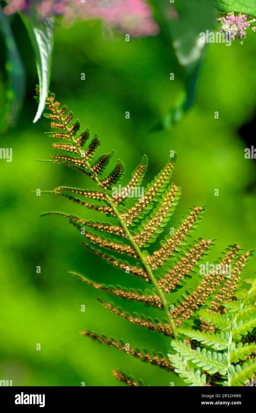 Fern flowering in the garden Stock Photo - Alamy