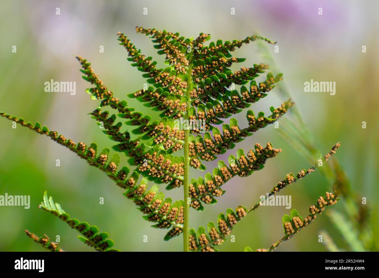 Fern flowering in the garden Stock Photo - Alamy