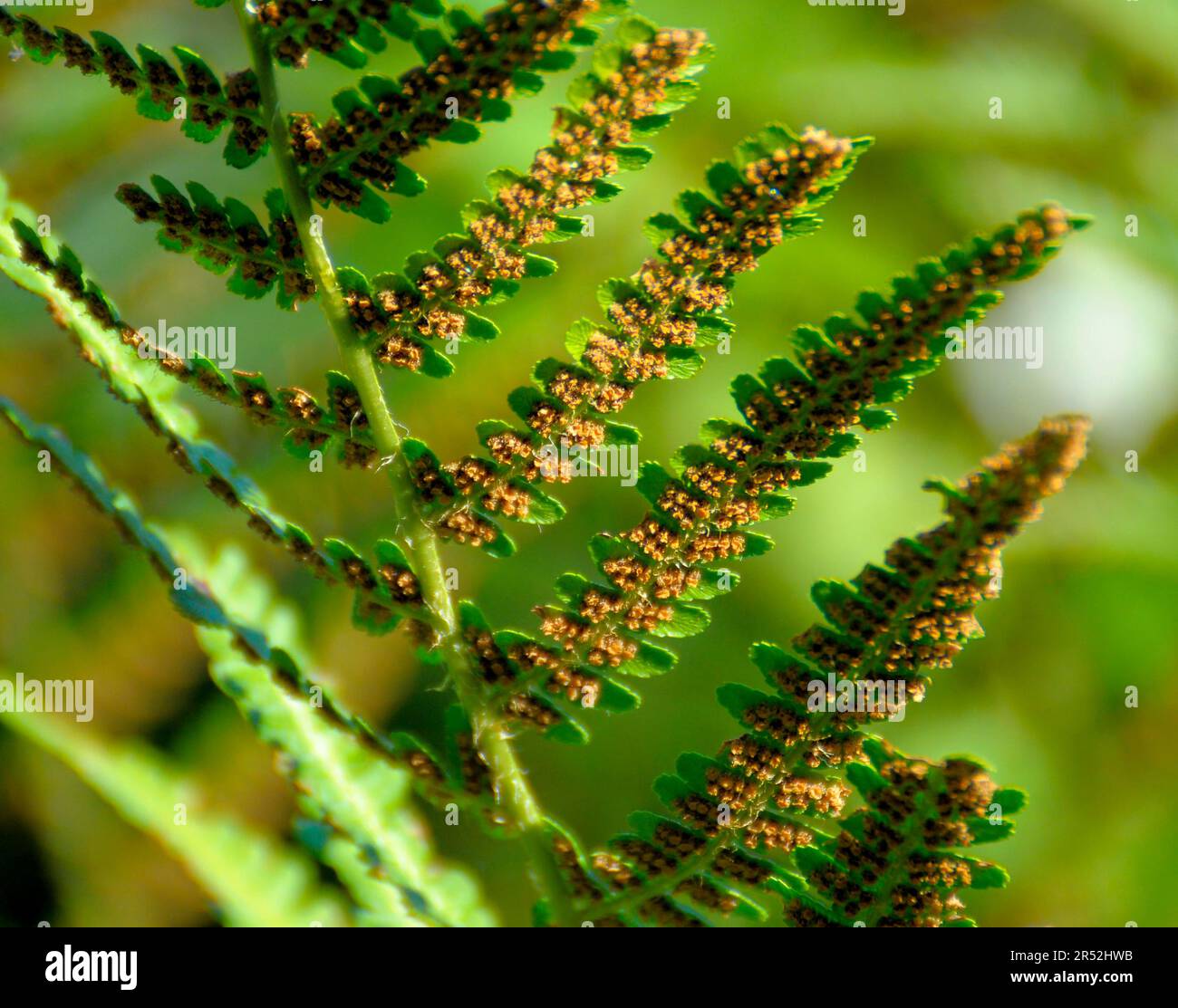 Fern flowering in the garden Stock Photo - Alamy